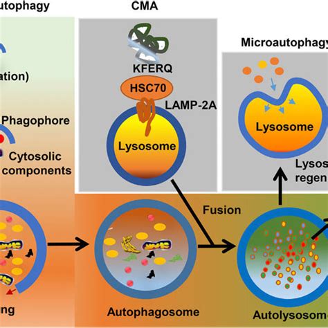 Overview Of Cellular Autophagy Download Scientific Diagram