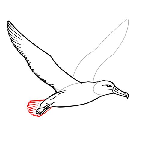 Learn How To Draw An Albatross Detailed Guide For Beginners