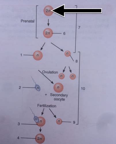 Reproductive System Flashcards Quizlet