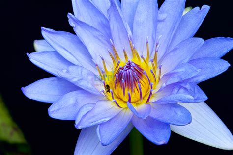 Lotus Flower Of Egypt Symbolism And Meaning