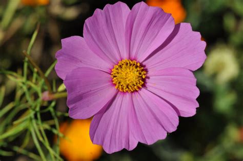 "Cosmea Bilder – Durchsuchen 20,137 Archivfotos, Vektorgrafiken und ...