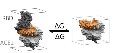 Evaluating Sars Cov 2 Binding Affinities Using Yasara Simulations On Aws Aws For Industries