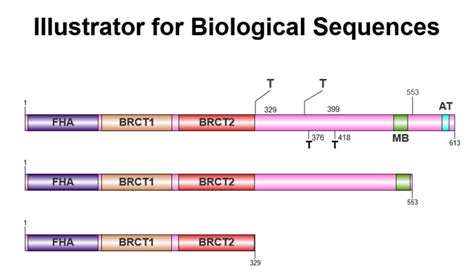Ibs Illustrator For Biological Sequences Biotreasury