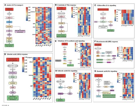 Figure 4 From Transcriptome And Co Expression Network Revealed