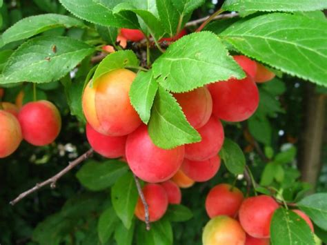 Купить саженцы Сливово-вишневый гибрид Prunus domestica х cerasus ...