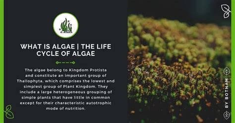 Cyanophyceae Chroococcus Characteristics And Structure 2025