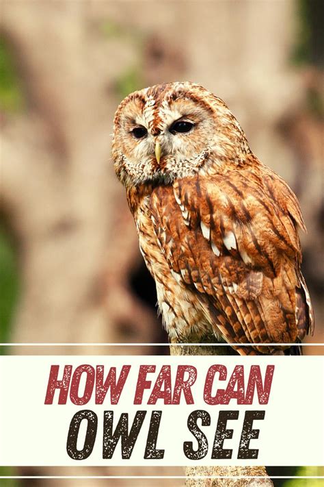 See How Far Can Owls