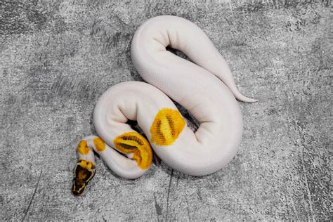 Pinto Od Genex Pied Reality Ball Python