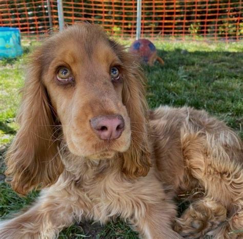 Need Help Finding A Cocker Spaniel Pup Like This Rcockerspaniel
