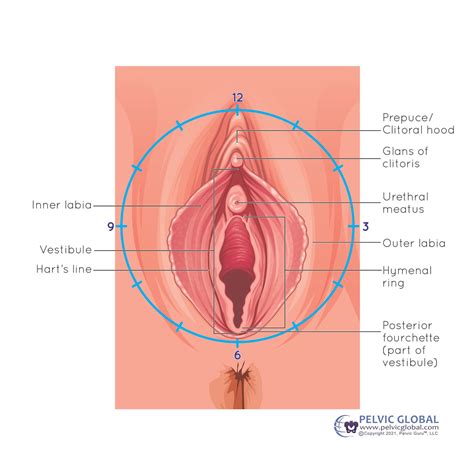 Vulvar Clock Posterior Fourchette Superficial Pelvic Floor Clitoris Vagina