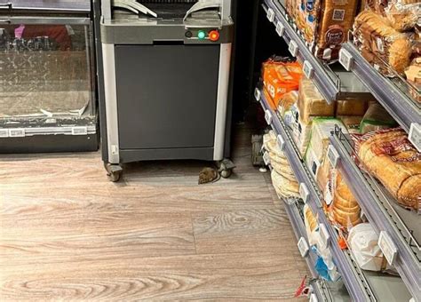 Şobolan Surprins în Magazinul Mega Image Domenii Anpc Zona De Bake