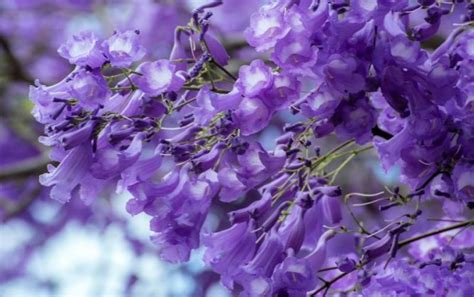 Jacaranda Mimosifolia Cuidados Hábitat Características Partes Árbol