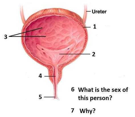 Bladder Diagram Quizlet