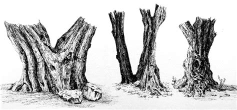 How To Draw Realistic Trees With Pen Ink Ran Art Blog