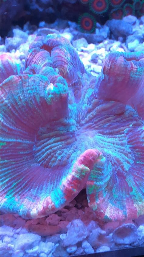 Coral Of The Week Wellsophyllia Brain Coral Trachyphyllia Radiata