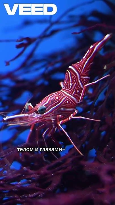 СУЩЕСТВА👽 ПОХОЖИЕ НА ИНОПЛАНЕТЯН ☝️ книгаживотных Youtube