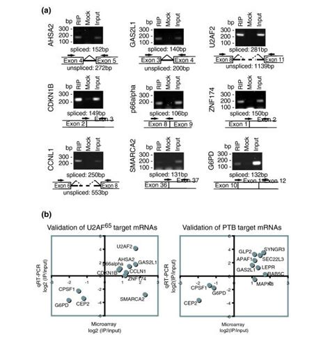 validation of the mrna protein associations identified by microarray