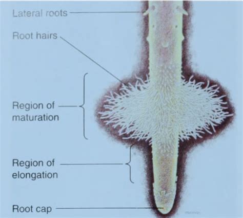 Anatomy Of Root In Plants Anatomy Of Flowering Plants Complete Notes