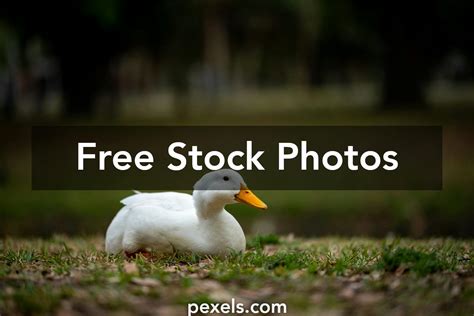 Fertilized Duck Egg Photos Download The Best Free Fertilized Duck Egg