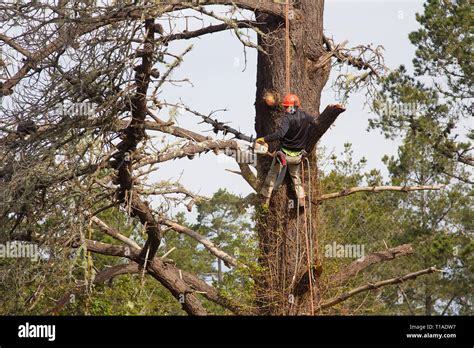 Tree Prune Hi Res Stock Photography And Images Alamy