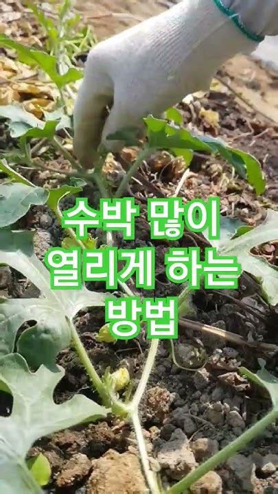 애플수박 곁순제거수박농장 Youtube