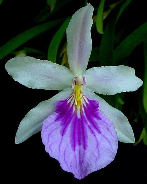 Pin On Genus Miltonia
