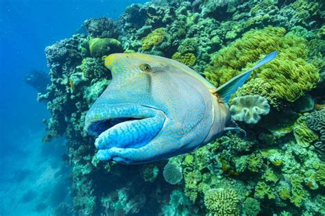 줌줌 후기 오즈투어 케언즈 낭만이 가득 그레이트 베리어 리프 리프매직 크루즈영어 양희