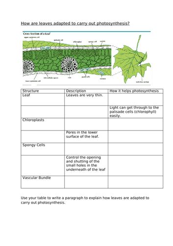 Cie Igcse Biology 0970 9 1 Topic 6 Plant Nutrition And Topic 8 Transport In Plants Teaching