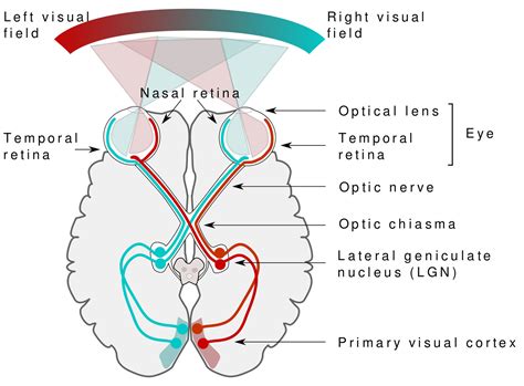 Human Eye Anatomy Parts Of The Eye And Structure Of The Human Eye