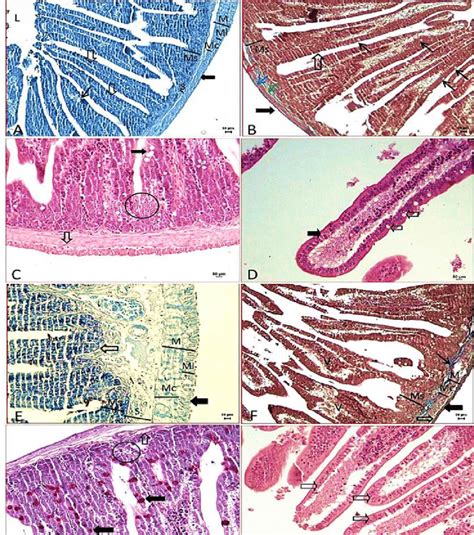 Photomicrograph Of The Duodenum A B C D And Jejunum E F G H