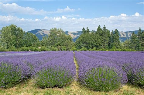 Summer Oregon Lavender Fields Stock Photo Image Of Peace Summer
