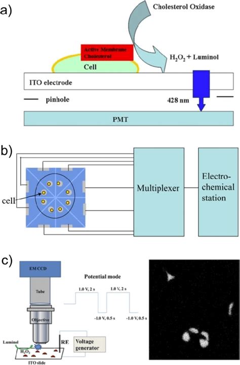 Different Setups Of Luminol Ecl For The Analysis Of Cholesterol On Cell Download Scientific
