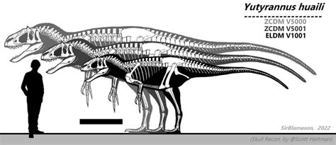 Fossils Of Yutyrannus Huali The Largest Dinosaur Found With Preserved Feathers Art By