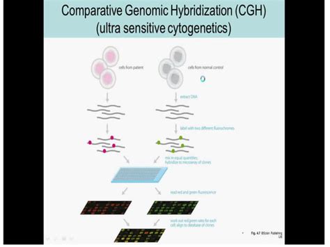 Comparative Genomic Hybridization Pptx