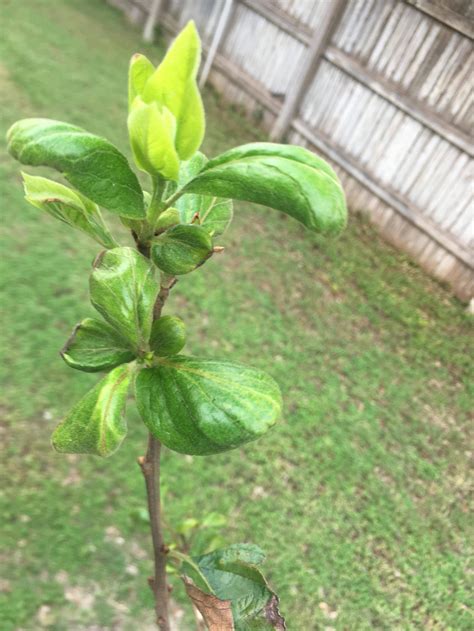 Persimmon Tree Leaves