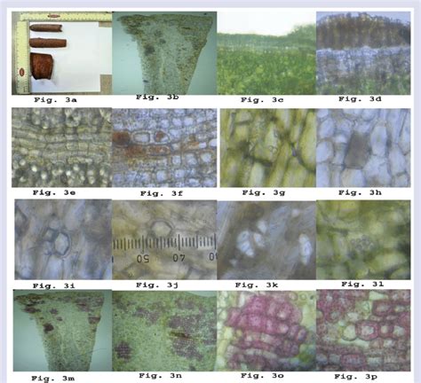 3 A Measurement Of Fresh Stem Bark 3 B Phellem Phellogen And