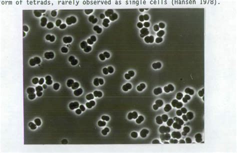 Deinococcus Grandis Semantic Scholar