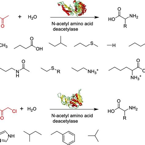 N Acetyl Amino Acid Deacetylasecatalyzed Deacetylation Reactions A
