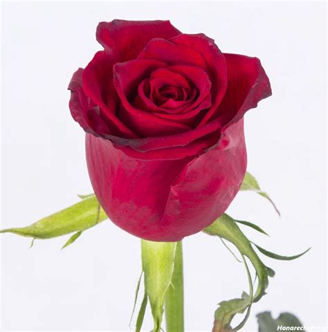 19 عکس از گل رز طبیعی زیبا و دلربا