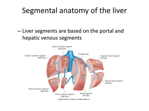 Surgical Anatomy Of Liver Pptx