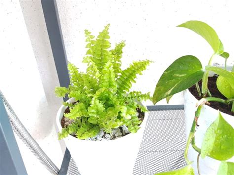 보스턴 고사리 키우기물주기관리방법 네이버 블로그 보스턴 고사리 키우기물주기관리방법 네이버 블로그