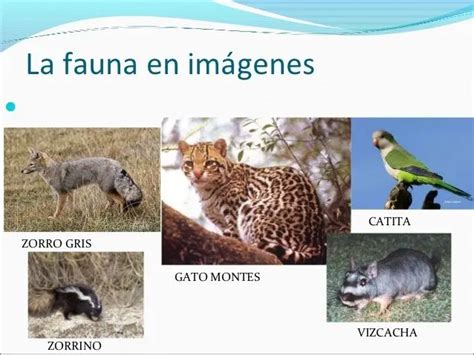 Flora Y Fauna Autóctona De Córdoba Diversidad Y Conservación Teleflor