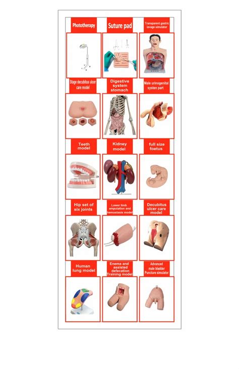Knee Joint Model At ₹ 850 Joint Models In Jaipur Id 2852453472291