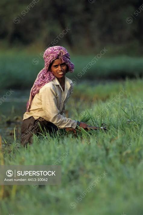 Woman Cutting Grass For The Cattle In The Keoladeo Np India Superstock