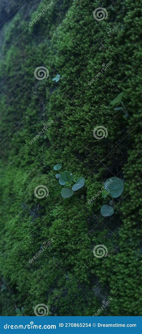 Moho Verde De Bosque Tropical Foto De Archivo Imagen De Arbolado