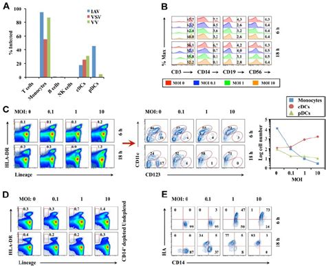 Virus Infection Of Human Monocytes Induces Differentiation Into Dcs