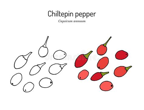 Chiltepin Pepper Stock Illustrations 13 Chiltepin Pepper Stock