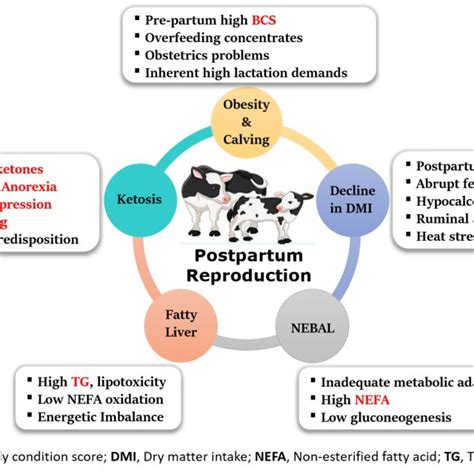 Pdf Major Nutritional Metabolic Alterations Influencing The Reproductive System Of Postpartum