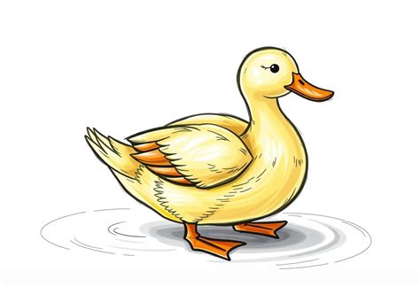How To Draw Duck Easy Step By Step Guide To Duck Drawing Trying Drawing
