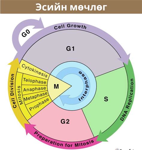 Эсийн мөчлөг 1 Интерфаз Биологийн онлайн сургалт Facebook